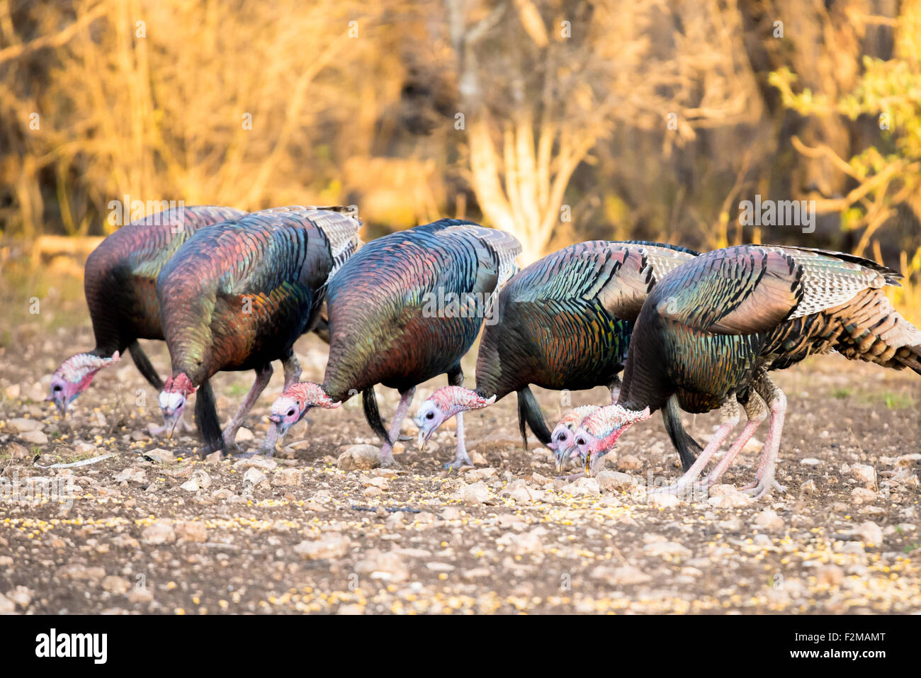 Strutting jake hi-res stock photography and images - Alamy