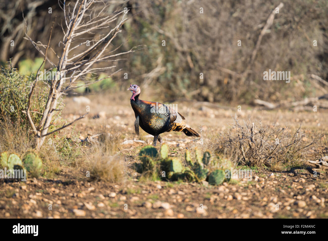 Turkey Jake High Resolution Stock Photography and Images - Alamy
