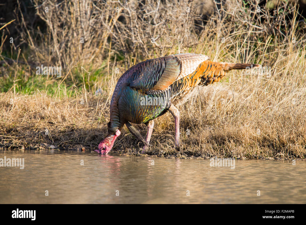 Rio grande wild turkey hi-res stock photography and images - Alamy