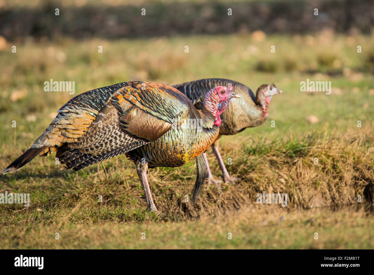 Rio drink hi-res stock photography and images - Alamy