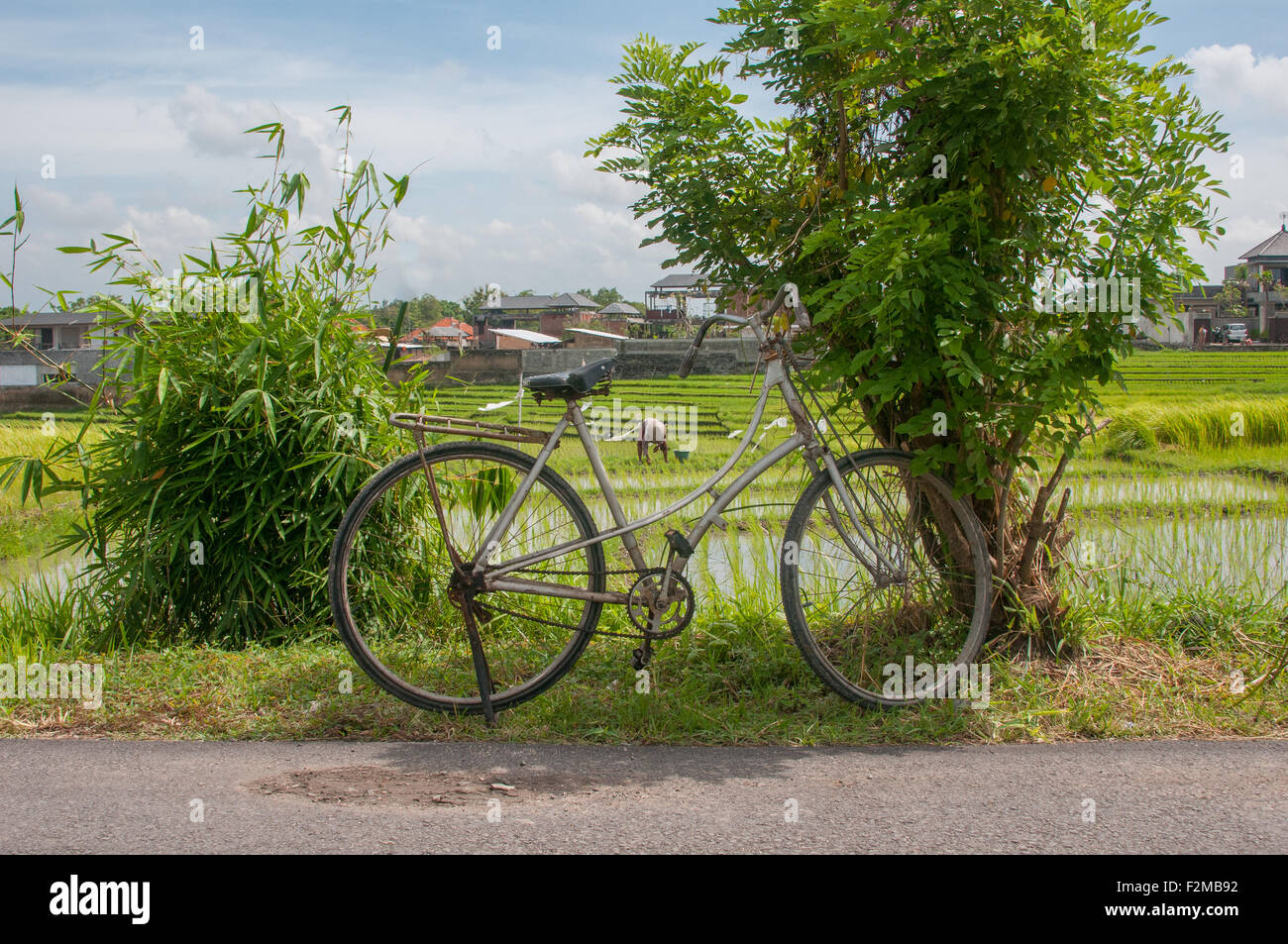 Rice picker hi-res stock photography and images - Alamy