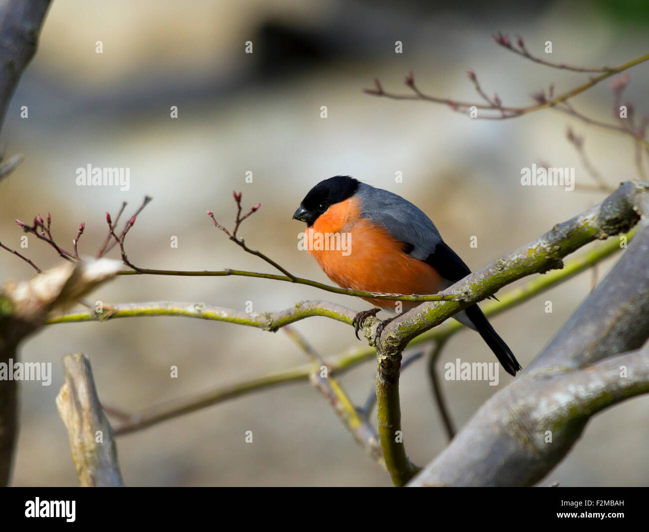Bullfinch photography hi-res stock photography and images - Alamy