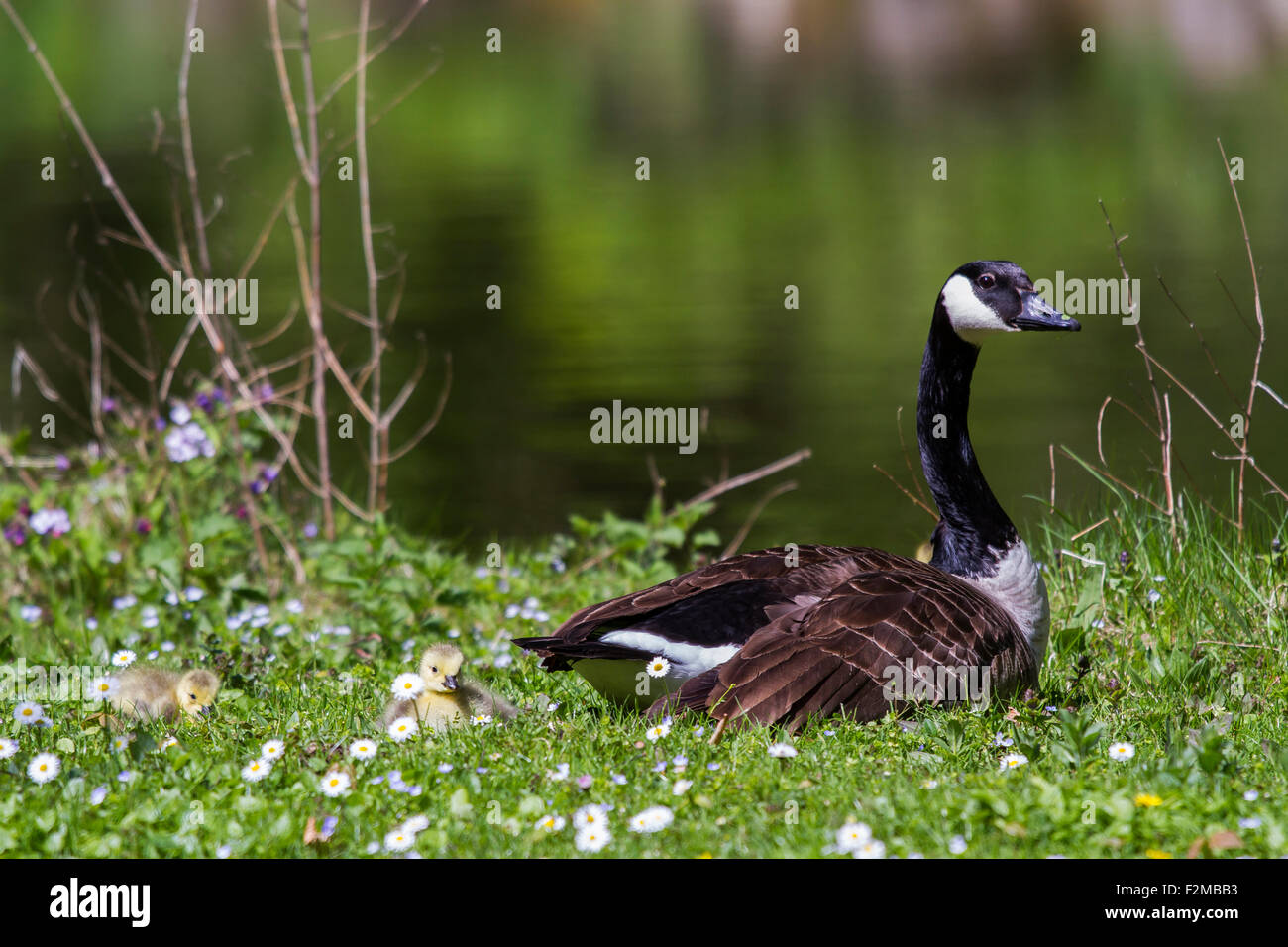 Canada goose, Branta canadensis Stock Photo - Alamy