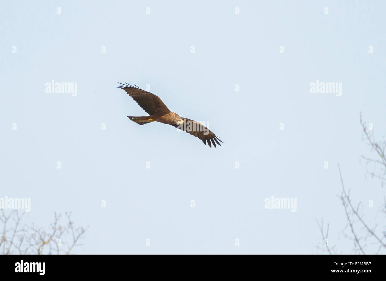 Flying red color hi-res stock photography and images - Alamy