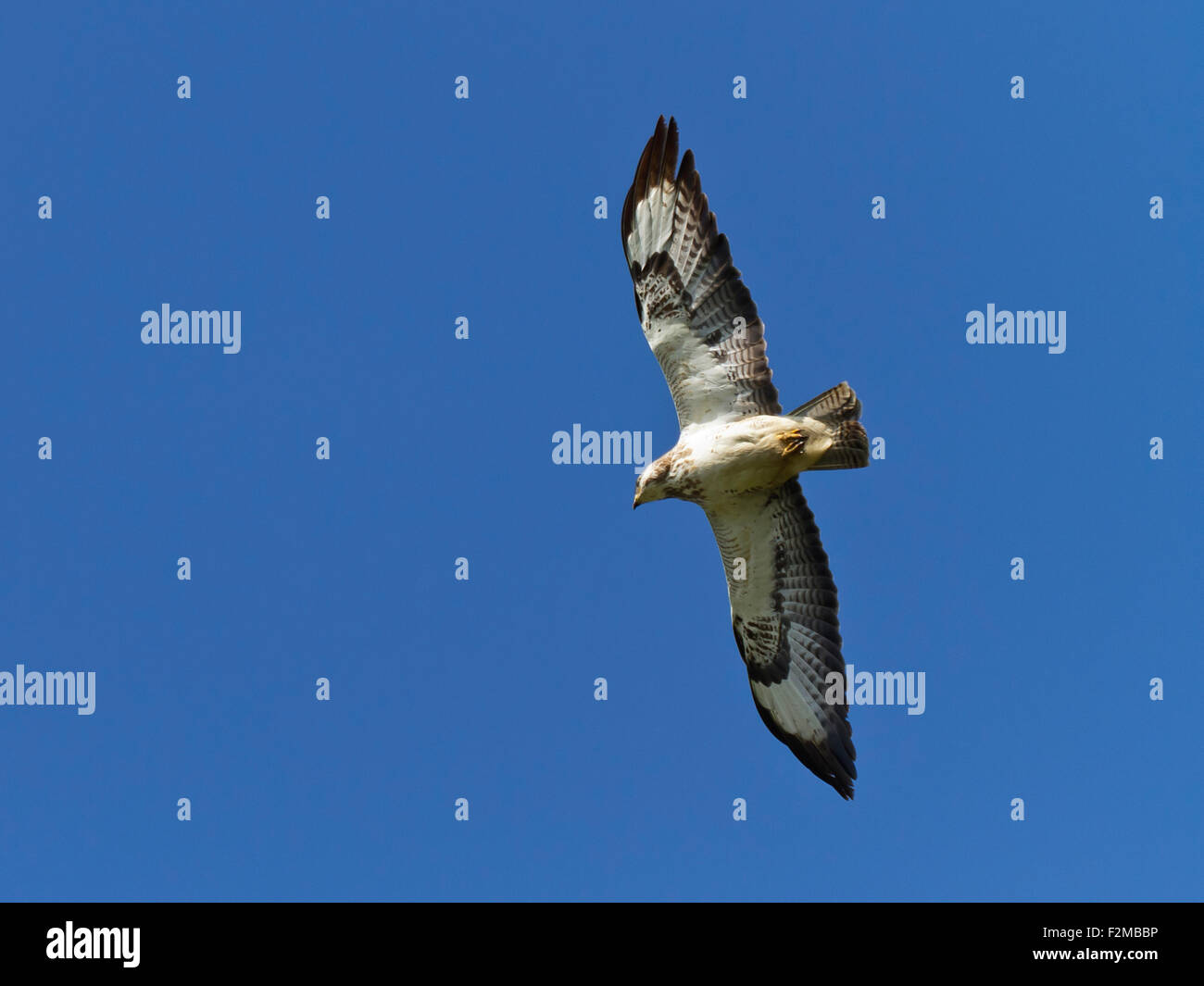 Buzzard In Flight High Resolution Stock Photography and Images - Alamy