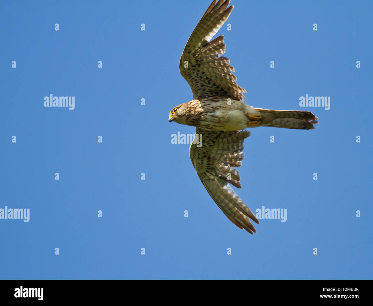 Sparrowhawk in flight Stock Photo - Alamy