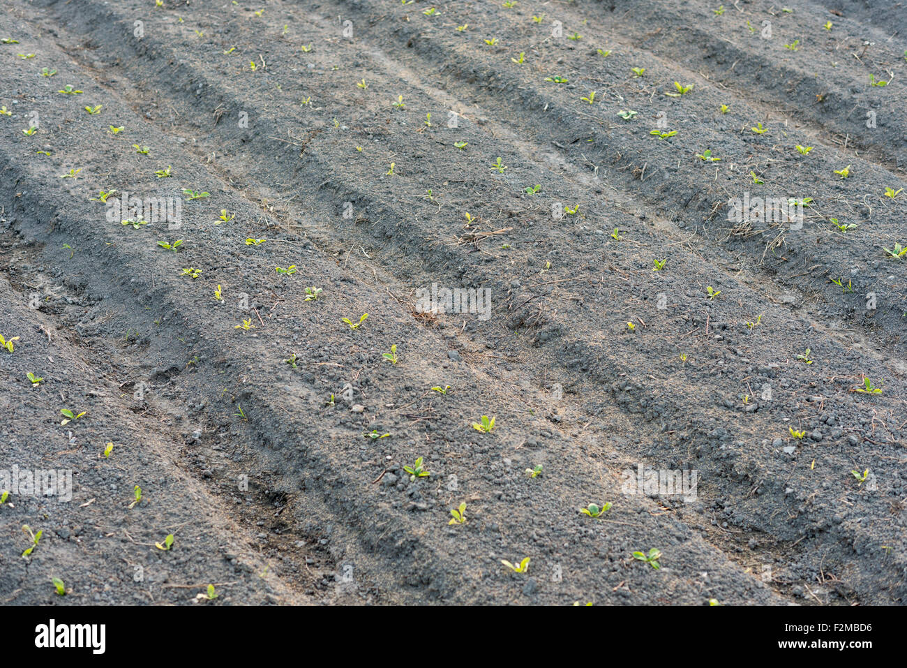 Rows of small newly planted plants in a tilled field Stock Photo - Alamy