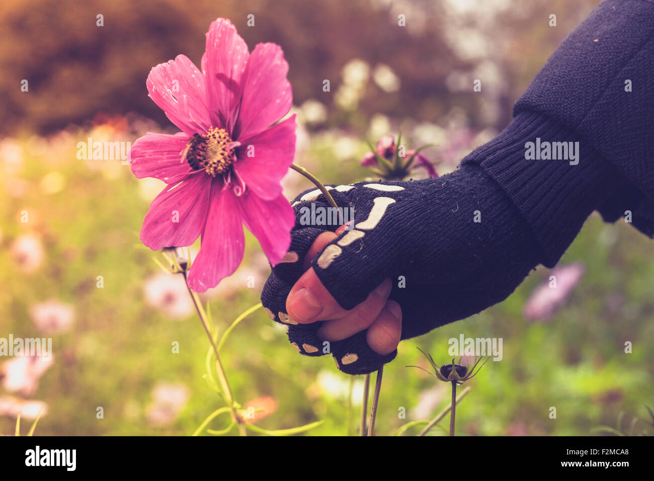 Hand wearing glove grabbing a flower Stock Photo - Alamy