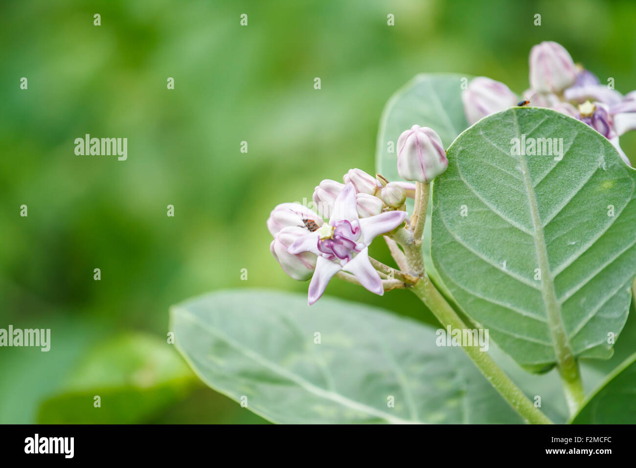Crown flower hi-res stock photography and images - Alamy
