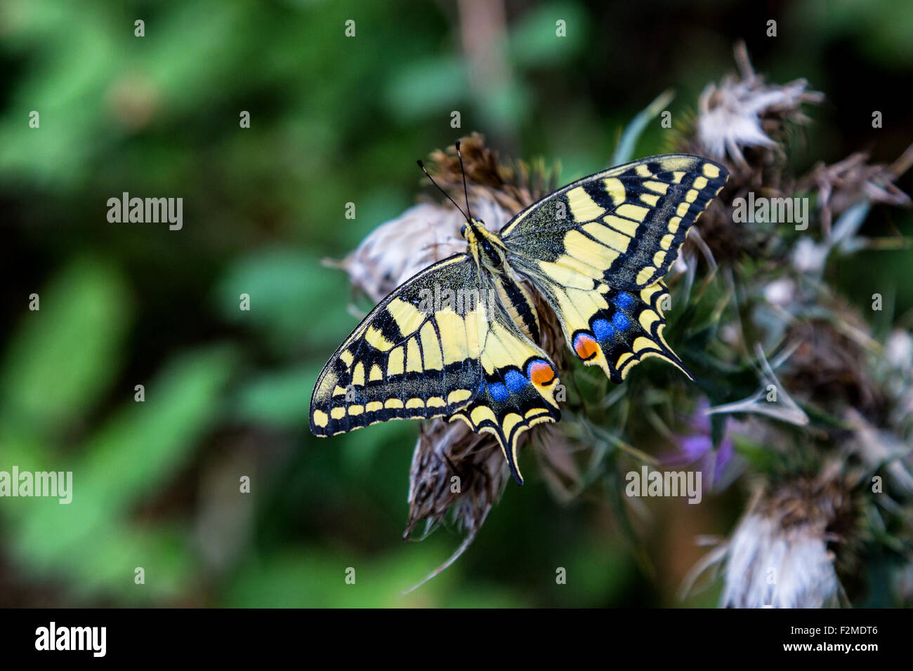 Ischia (Napoli, Italia) -Trekking route of Mount Epomeo, butterfly ...