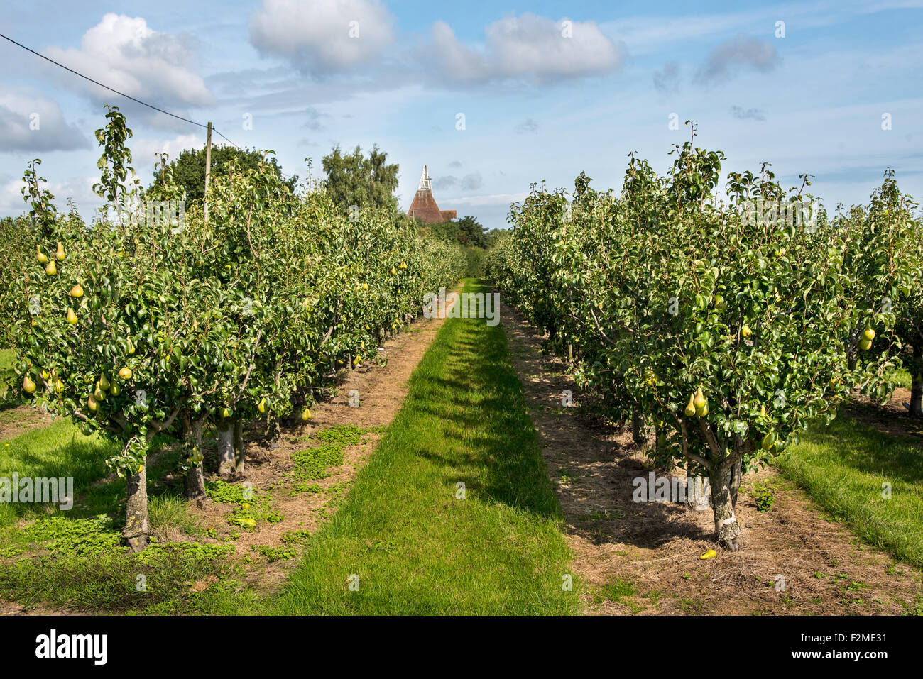 Pears ready for harvest in a Kent Orchard. An Oast House can be seen in ...
