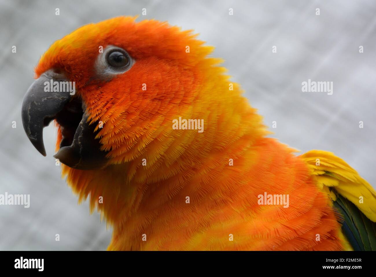 Golden Winged Parakeet High Resolution Stock Photography and Images - Alamy