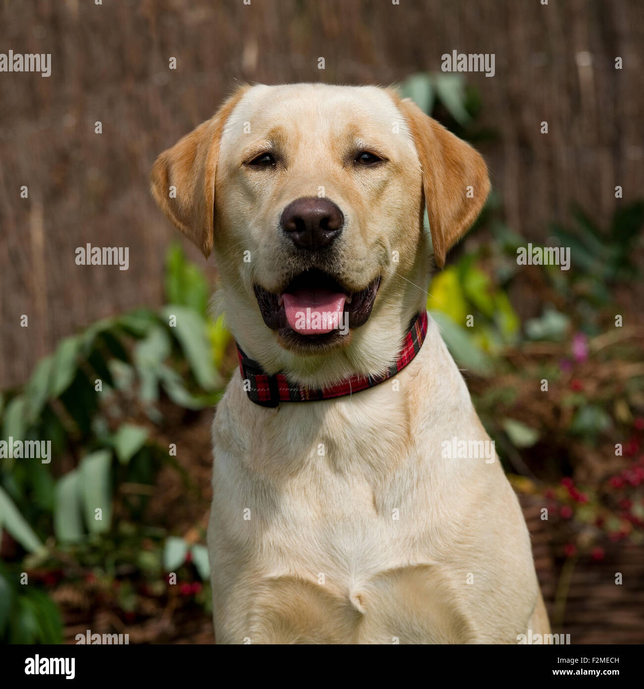 yellow labrador retriever Stock Photo - Alamy