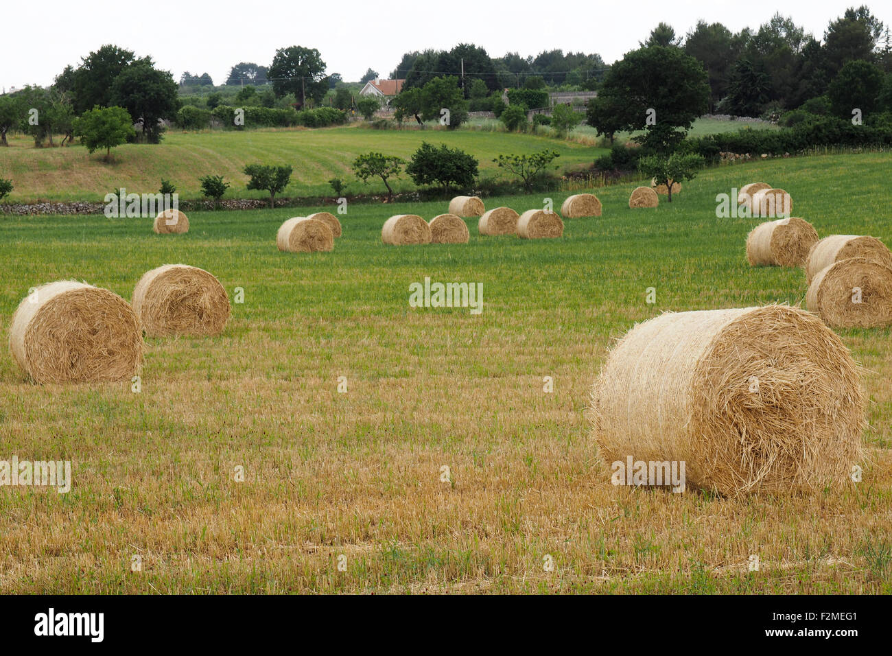 Circular hay bales in a field Stock Photo - Alamy