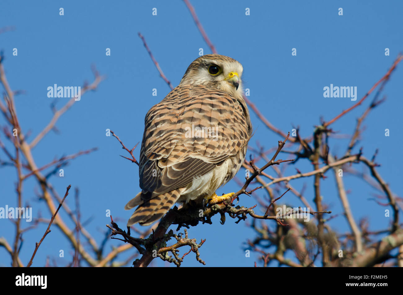 Kestrel winter plumage hi-res stock photography and images - Alamy