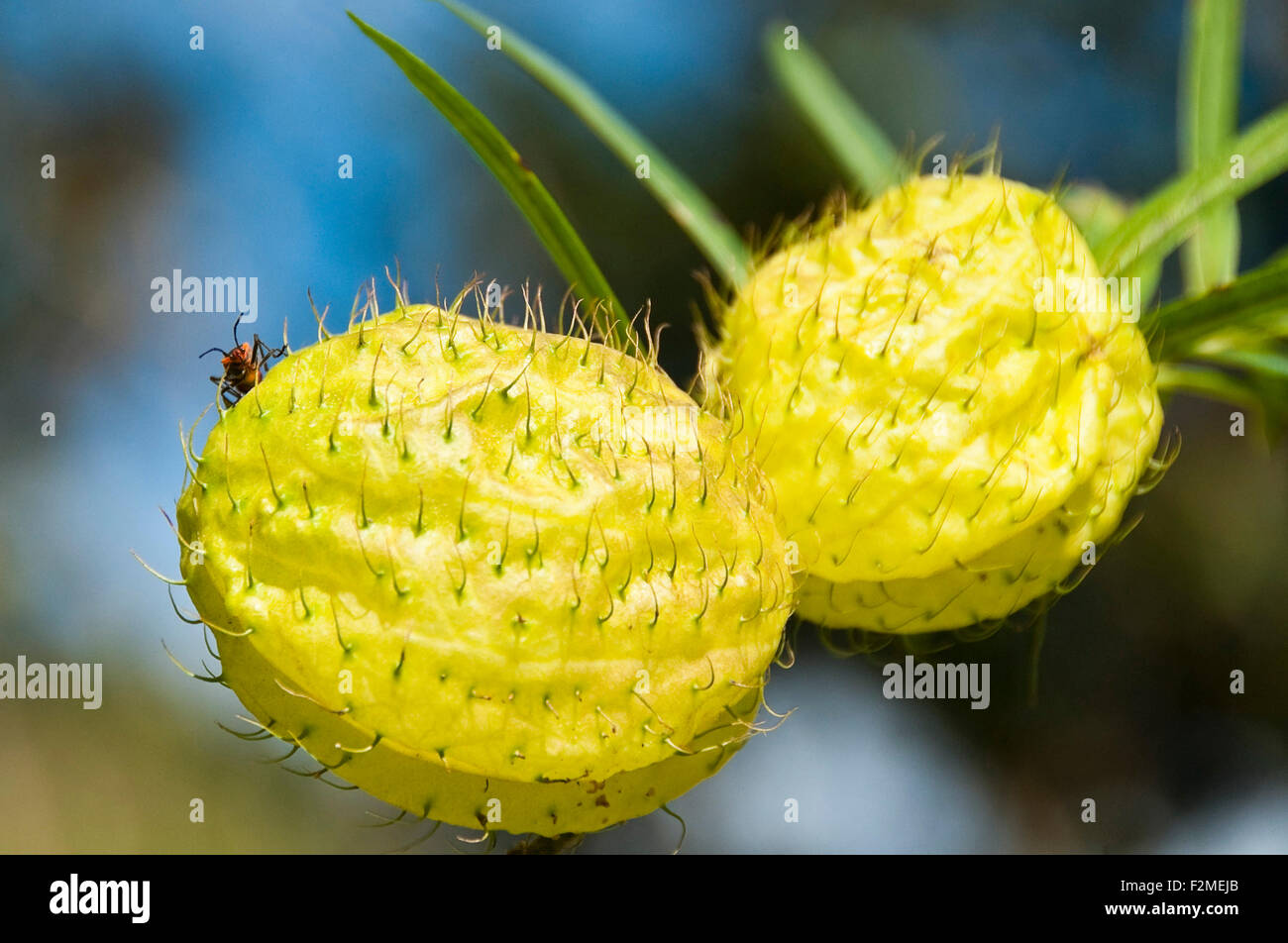 Goditoro hi-res stock photography and images - Alamy