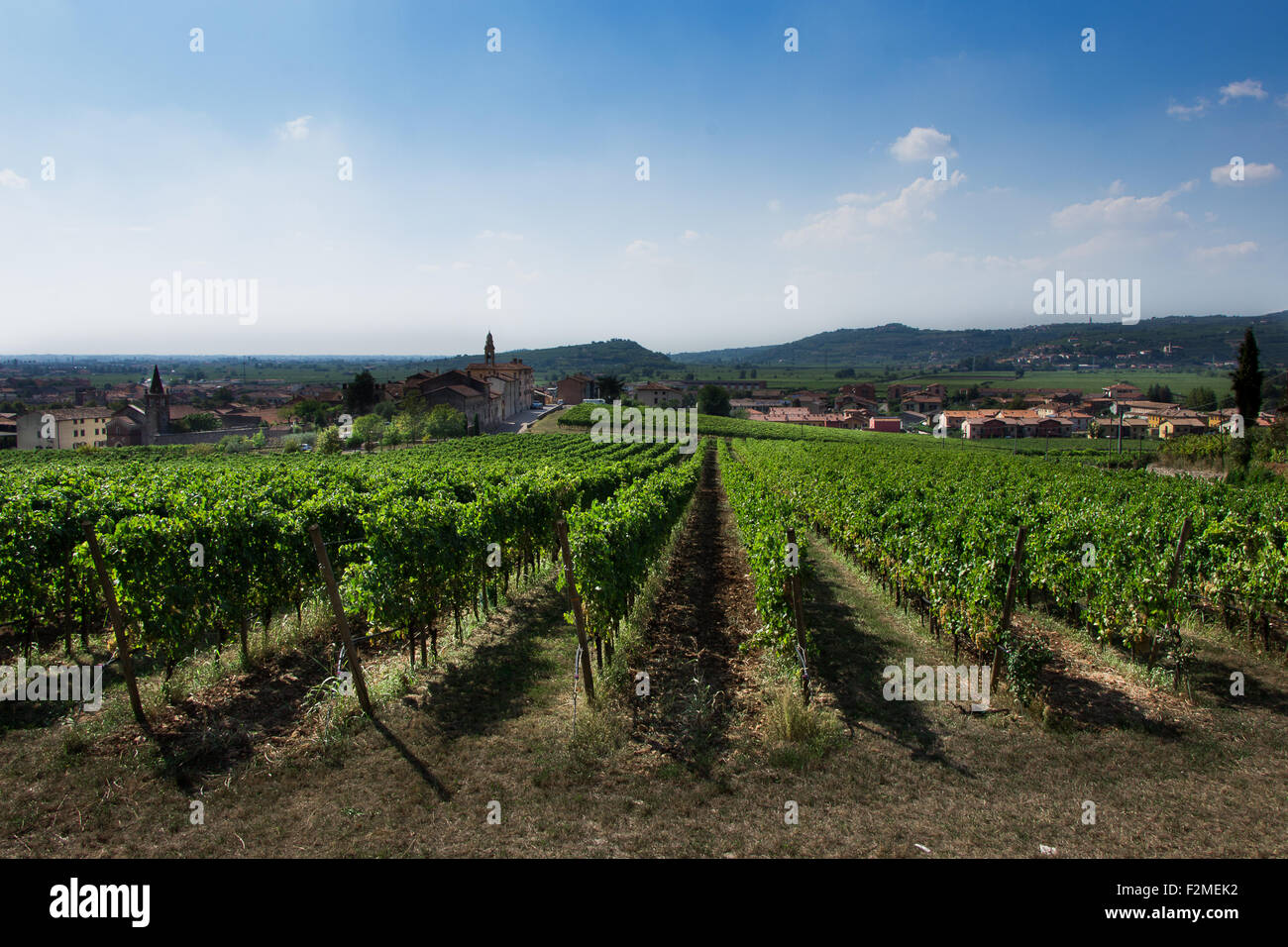 Vineyards and landscape of Soave in province of Verona, Veneto region ...