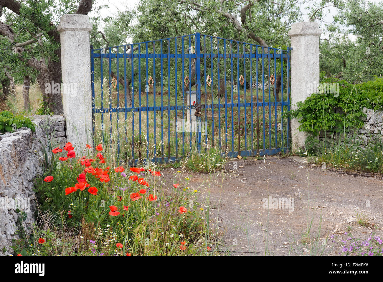 Blue metal gate entrance to an olive grove Stock Photo - Alamy
