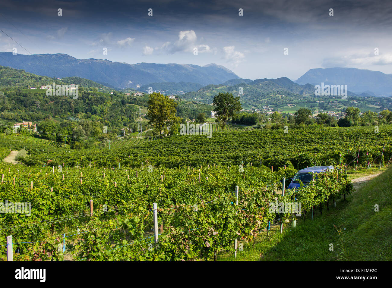 Vineyards of Prosecco di Valdobbiadene landscape view during grape ...