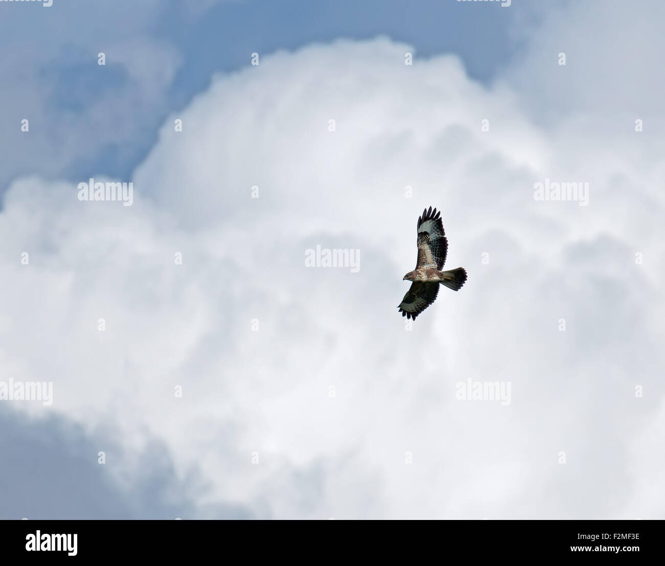 Buzzard soaring hi-res stock photography and images - Alamy