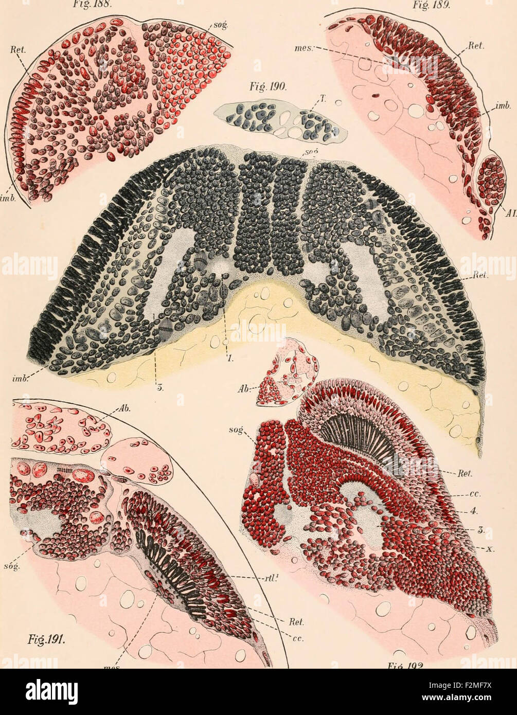 The embryology and metamorphosis of the Macroura Stock Photo - Alamy