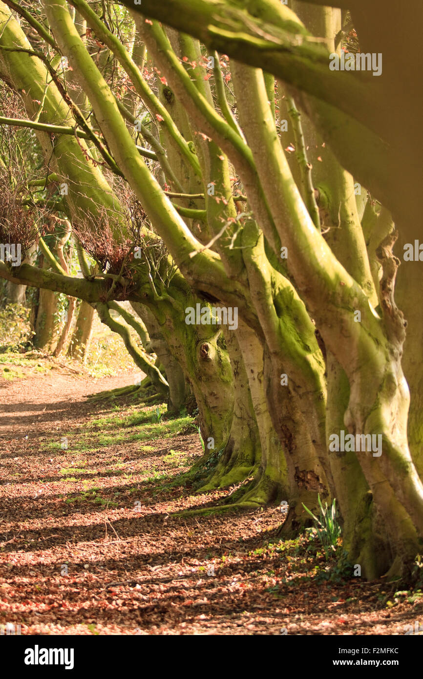 Pathway through lush spring hi-res stock photography and images - Alamy