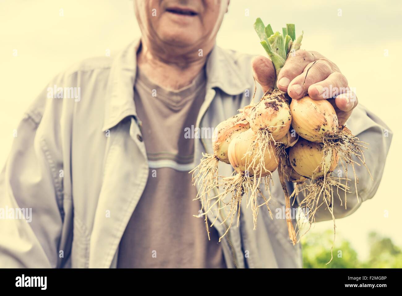 Senior man holding onions Stock Photo - Alamy