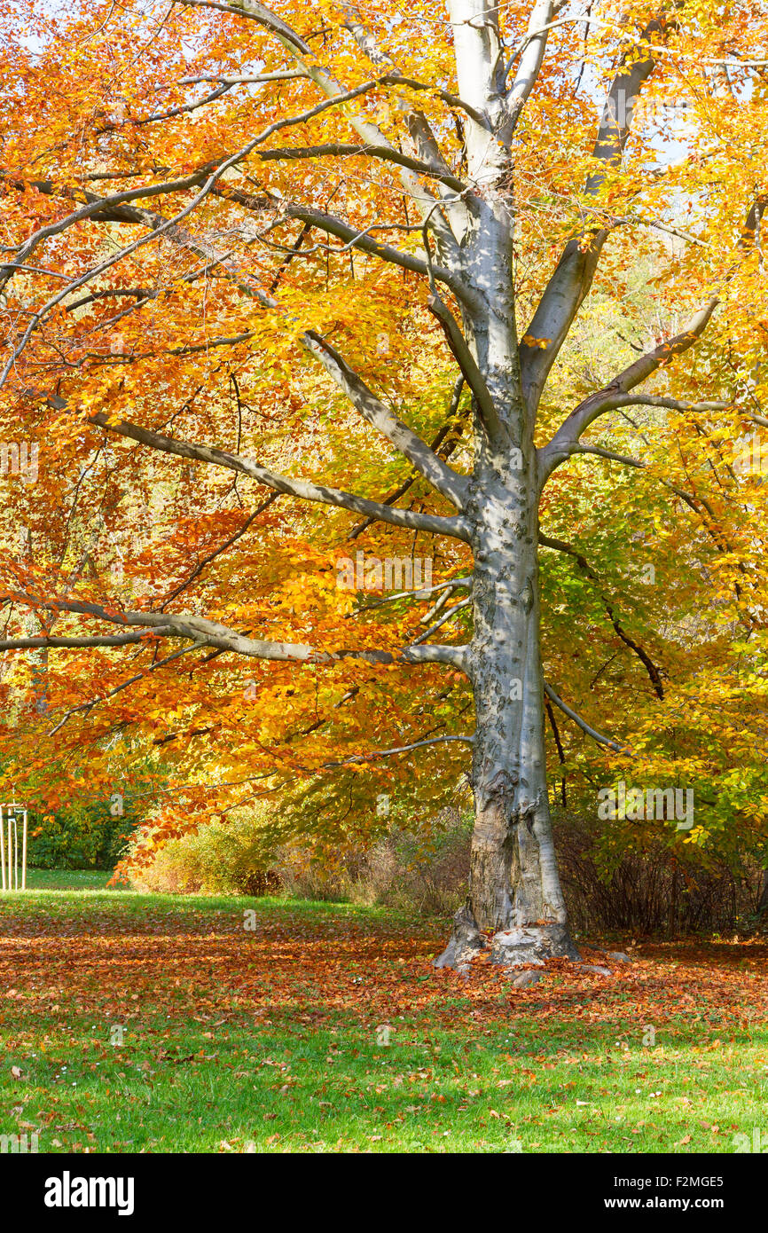 autumn park with tree Stock Photo - Alamy