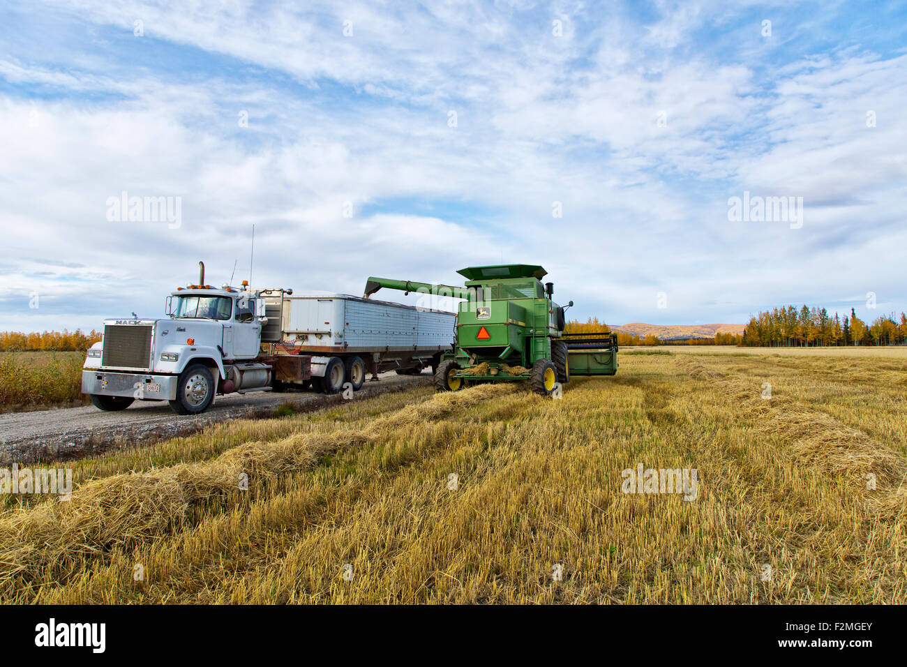 Barley harvest, John Deere 7720 combine depositing harvested barley ...