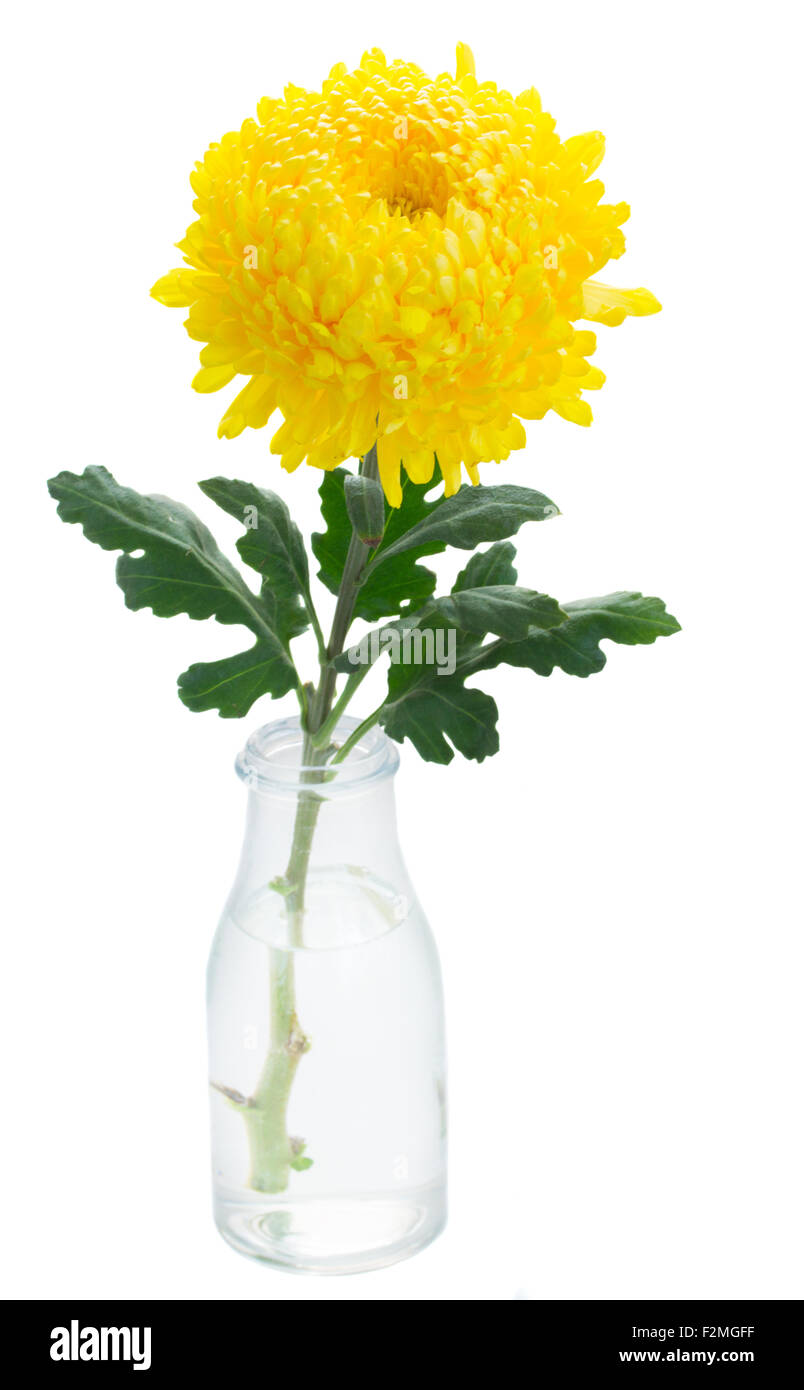 Yellow mums hi-res stock photography and images - Alamy