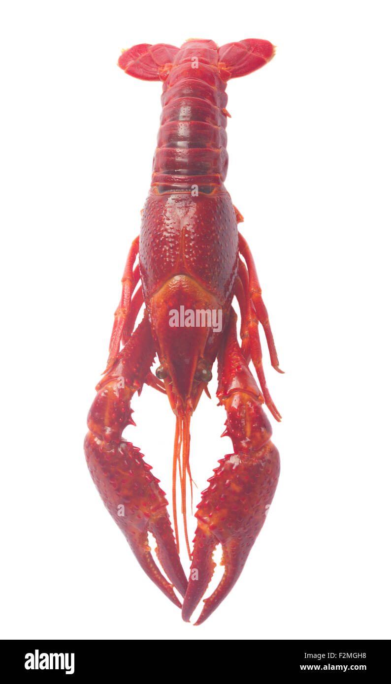 Crayfish crawfish Cut Out Stock Images & Pictures - Alamy