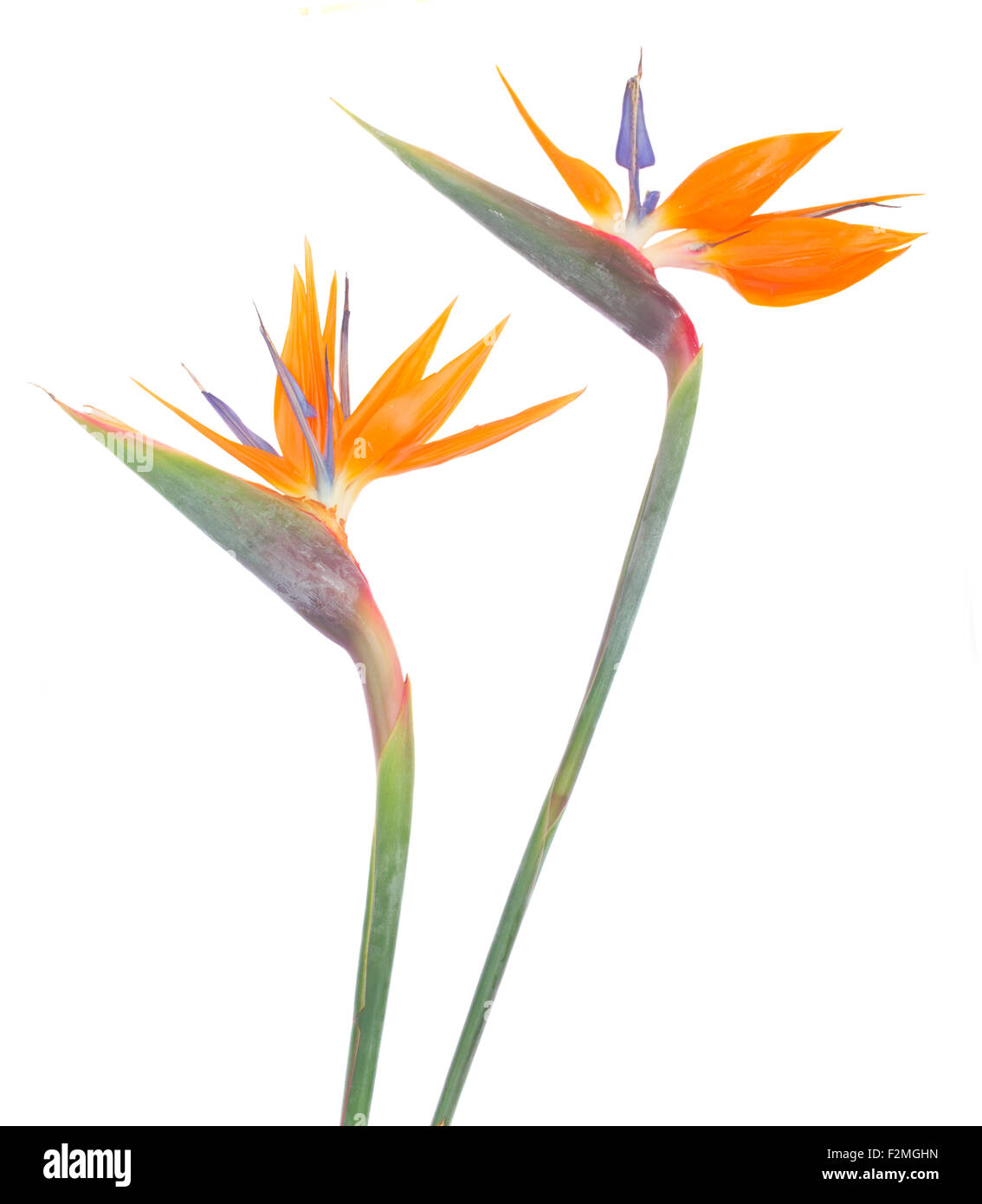 Strelitzia reginae tropical flower Cut Out Stock Images & Pictures - Alamy
