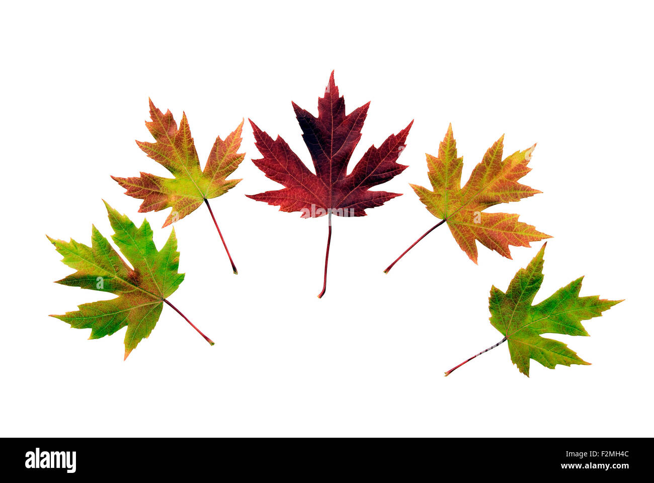 Beautiful Autumn Leaves Changing Colors Isolated on White Stock Photo ...