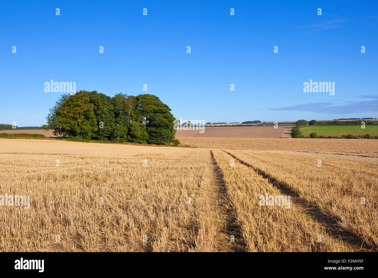 Small grove of trees hi-res stock photography and images - Alamy
