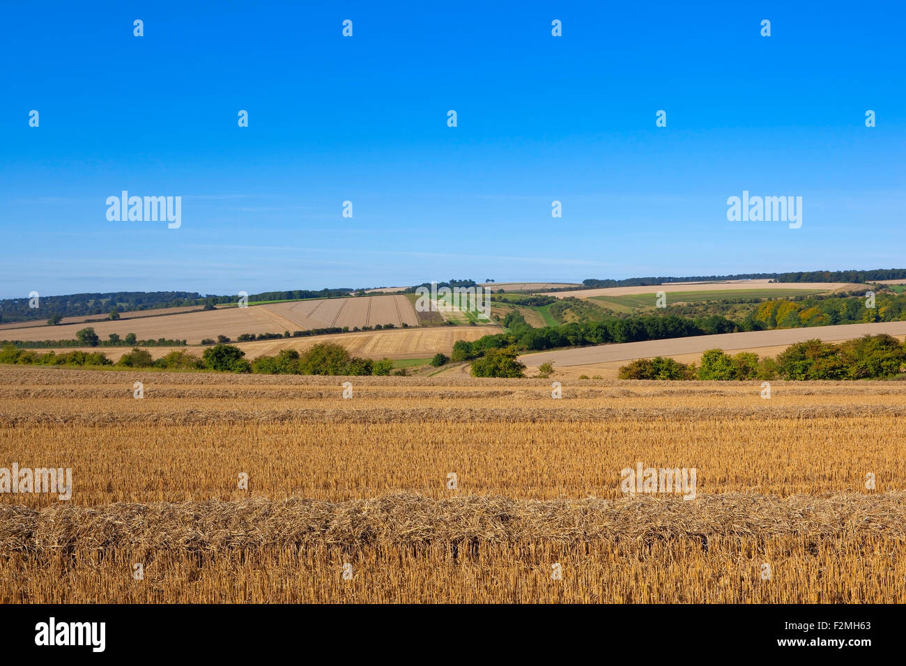 Windrows of straw in a golden stubble field in the patchwork landscape ...