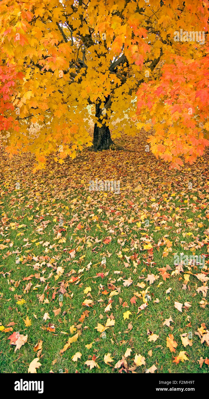 Autumn tree colors hi-res stock photography and images - Alamy