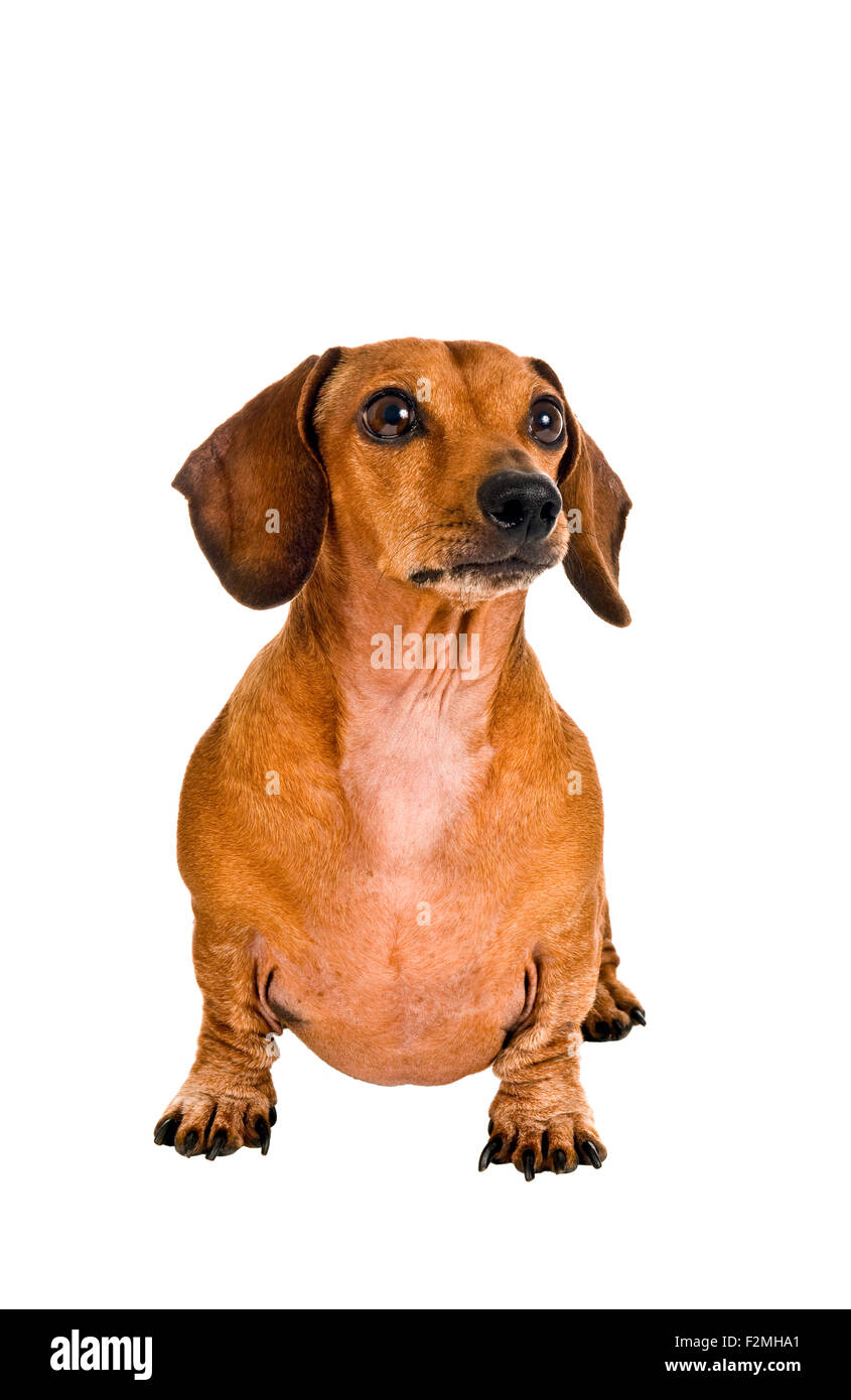 Cute alertness Cut Out Stock Images & Pictures - Alamy