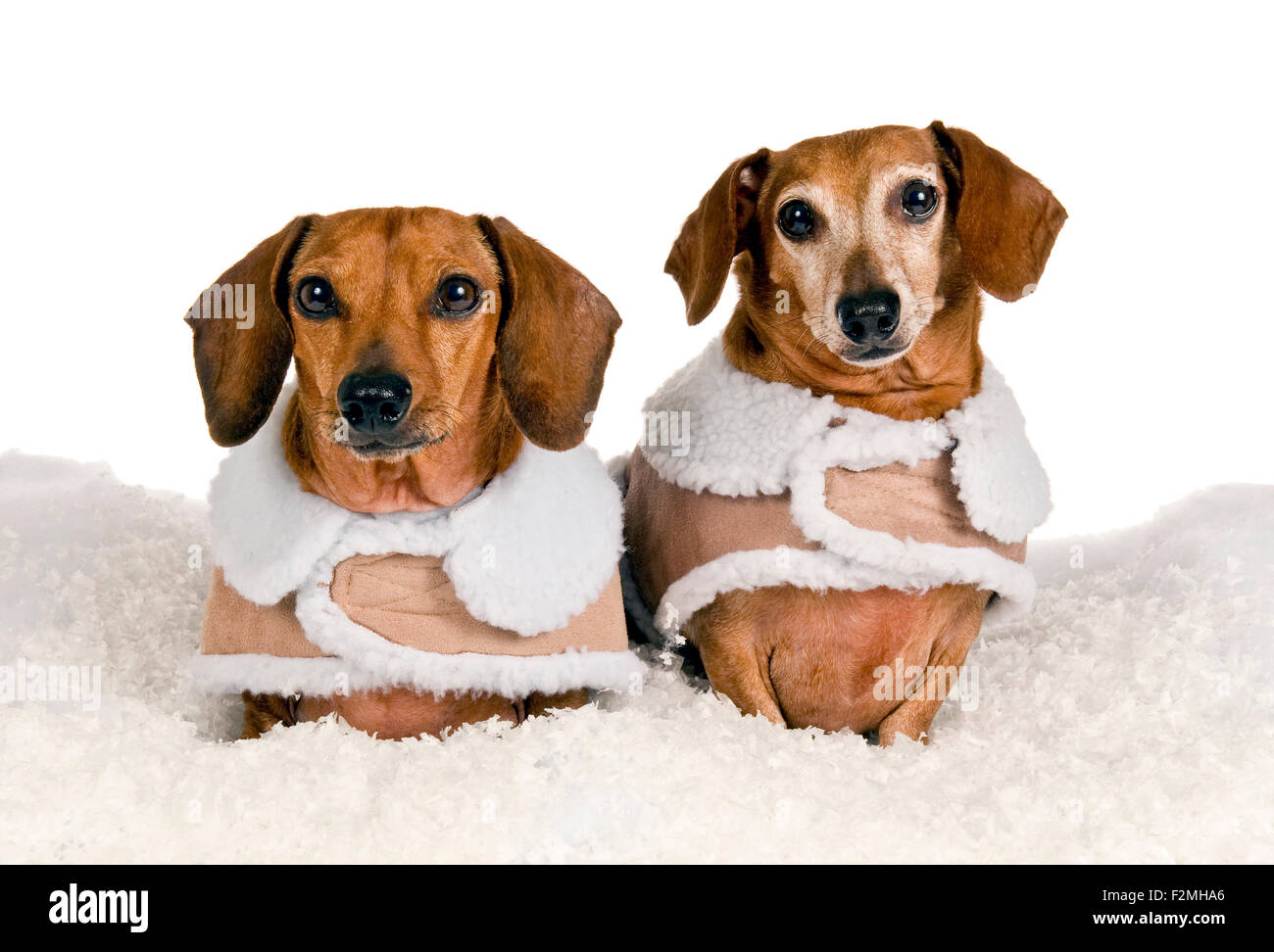 Two Dachshund Dogs Posing Together In Winter Theme Stock Photo - Alamy