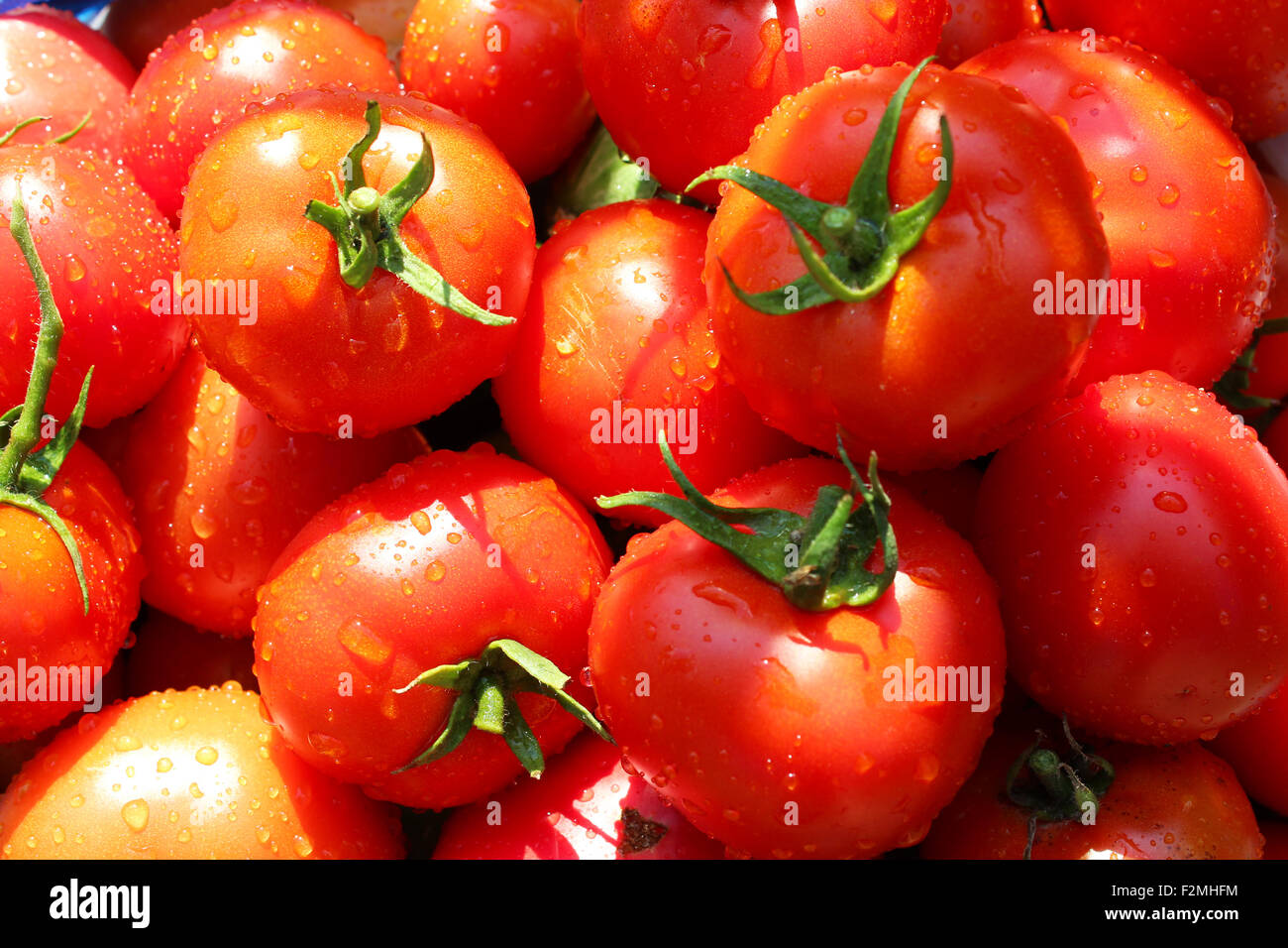 harvest from many bright ripe red tomatoes Stock Photo - Alamy