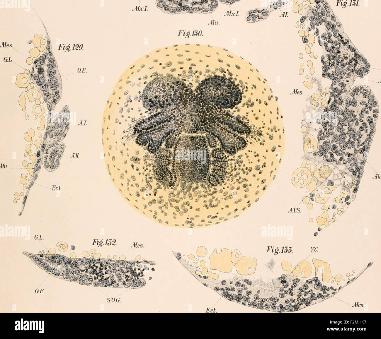 The embryology and metamorphosis of the Macroura Stock Photo - Alamy