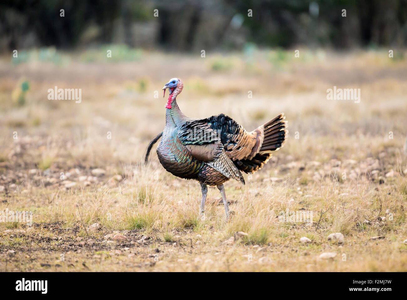 Rio grande wild turkey hi-res stock photography and images - Alamy