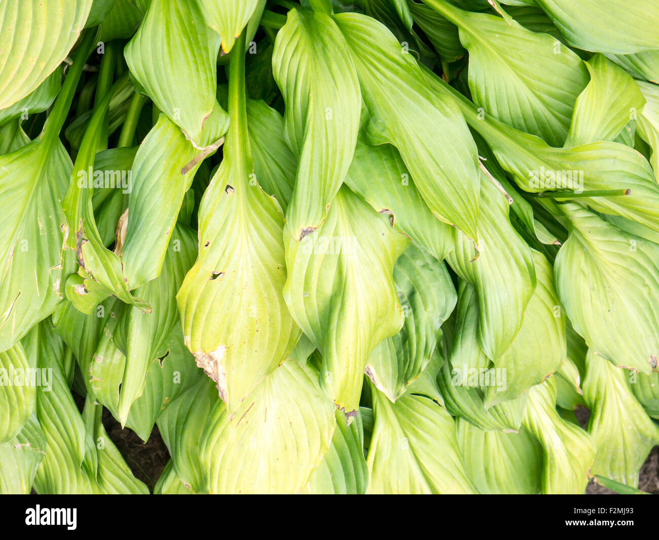 Light colored leaf patterns hi-res stock photography and images - Alamy