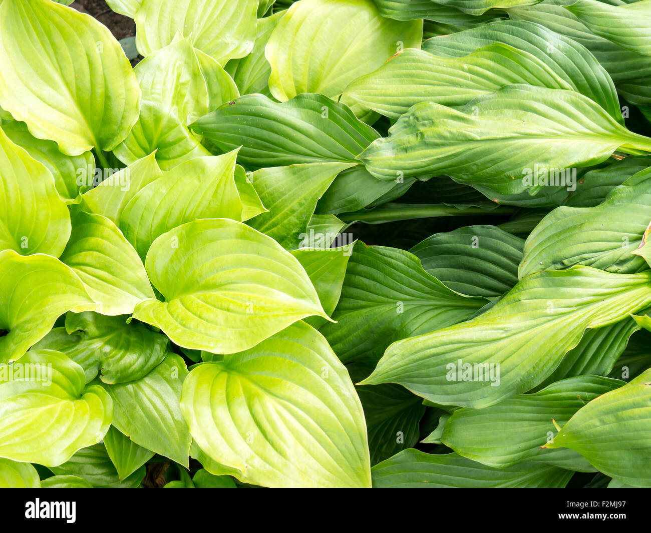 Light colored leaf patterns hi-res stock photography and images - Alamy