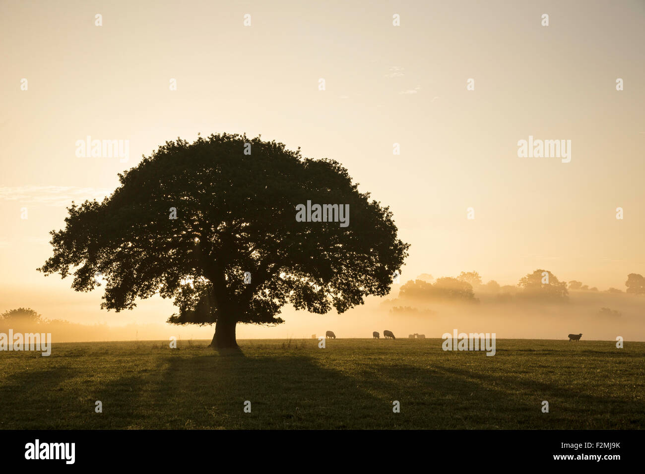 Sunrise over an English landscape, England, UK Stock Photo - Alamy