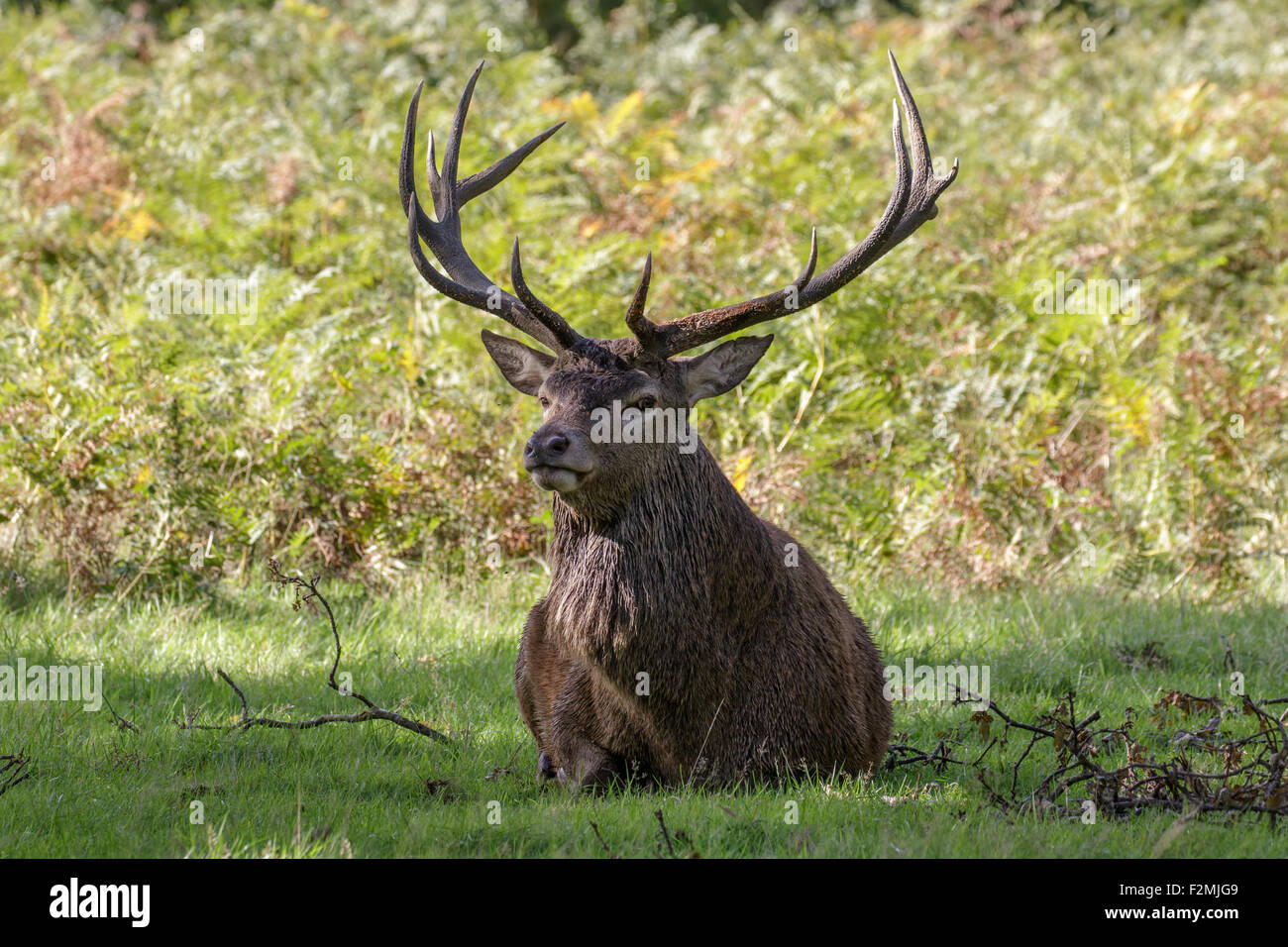 A Red Deer stag sitting proudly in front of the ferns. Full set of ...