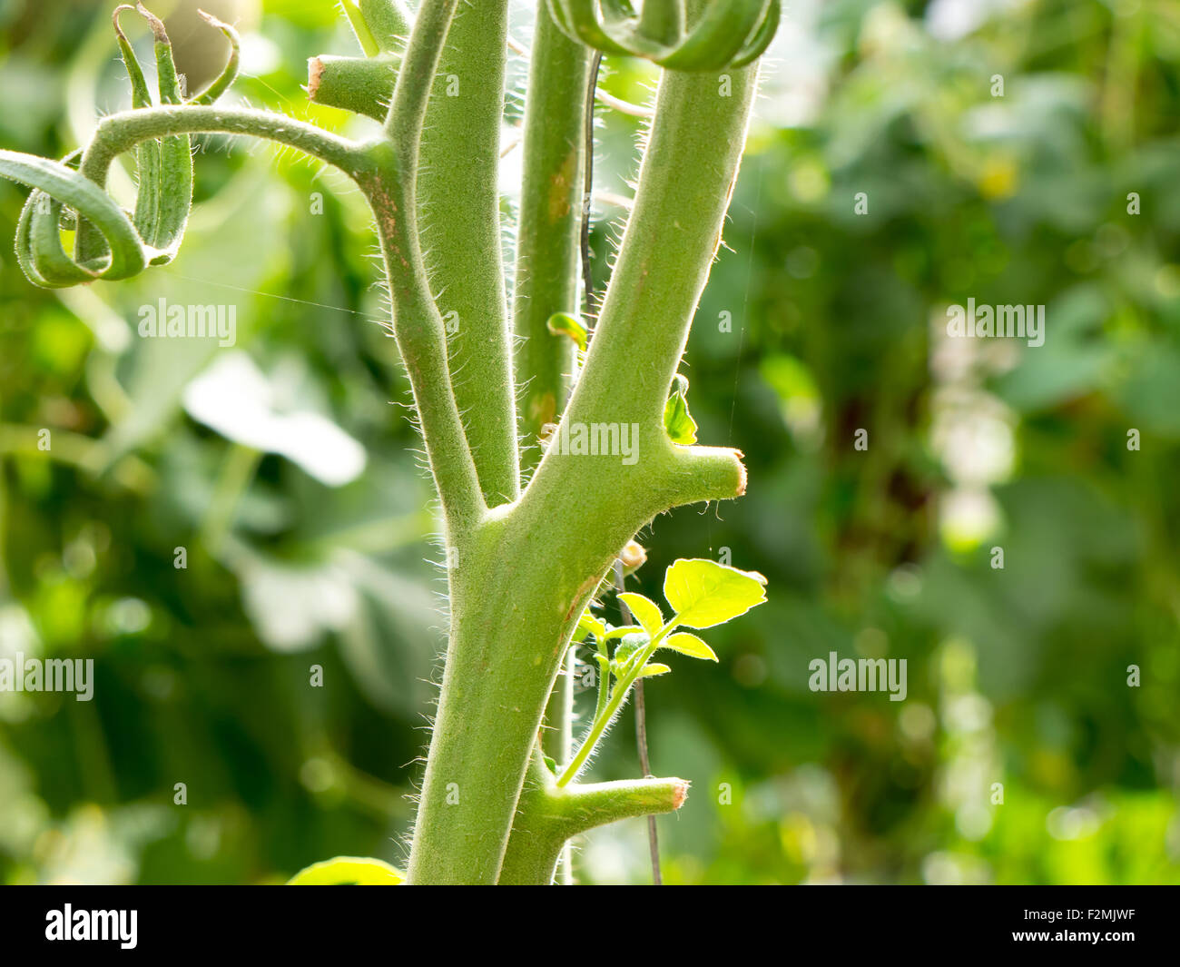 Light colored leaf patterns hi-res stock photography and images - Alamy