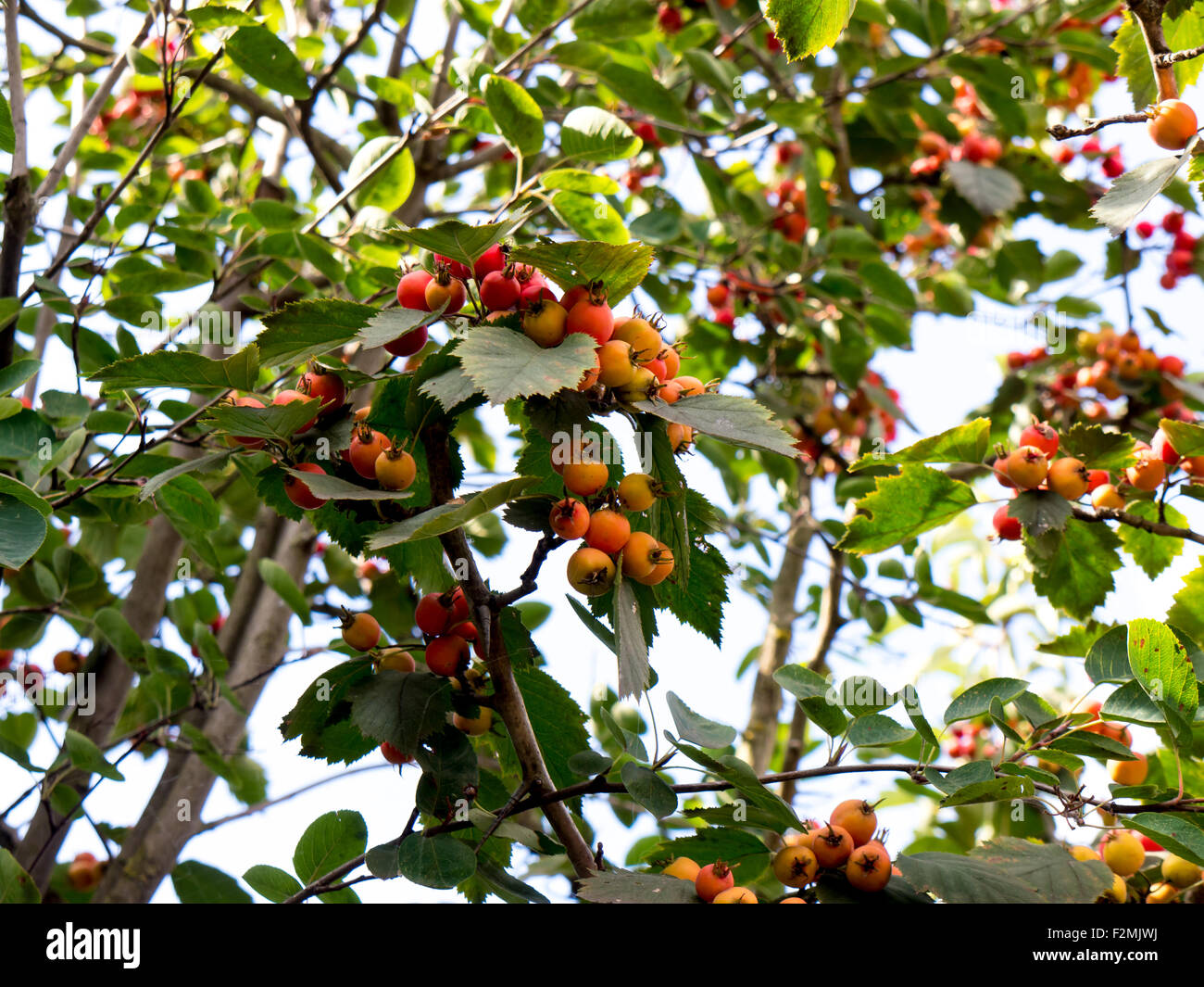 The nature vegetable rowan object Stock Photo - Alamy