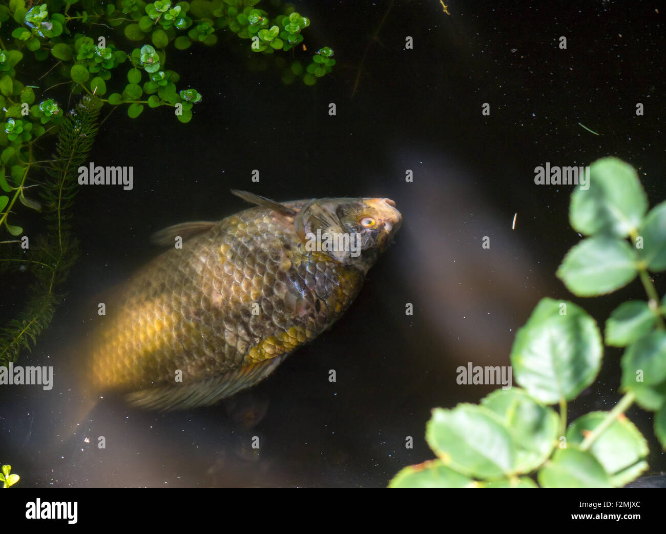 The Dead Fish on a color background Stock Photo - Alamy