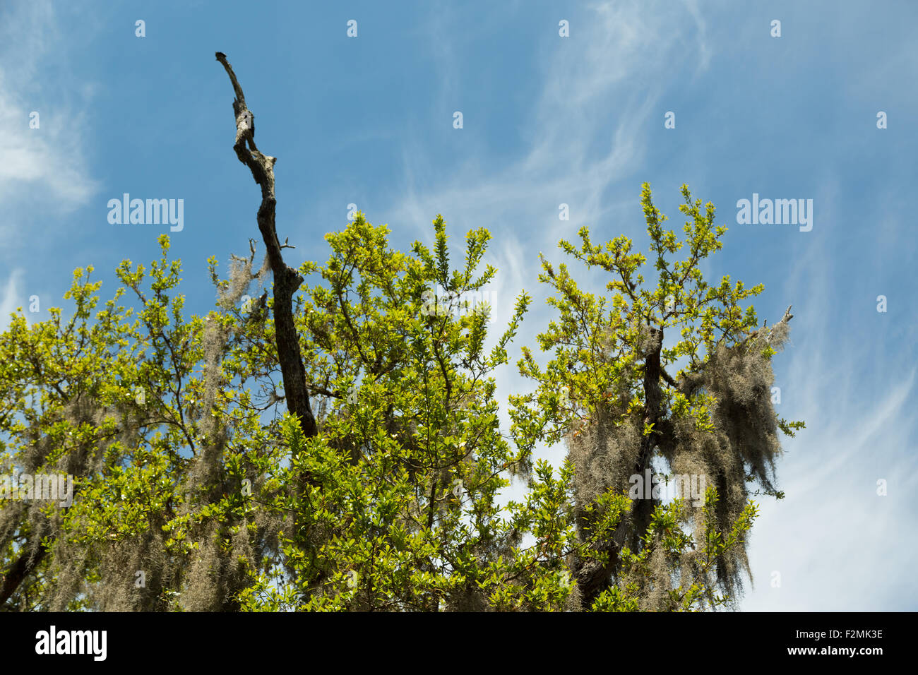 Spanish moss wind hi-res stock photography and images - Alamy