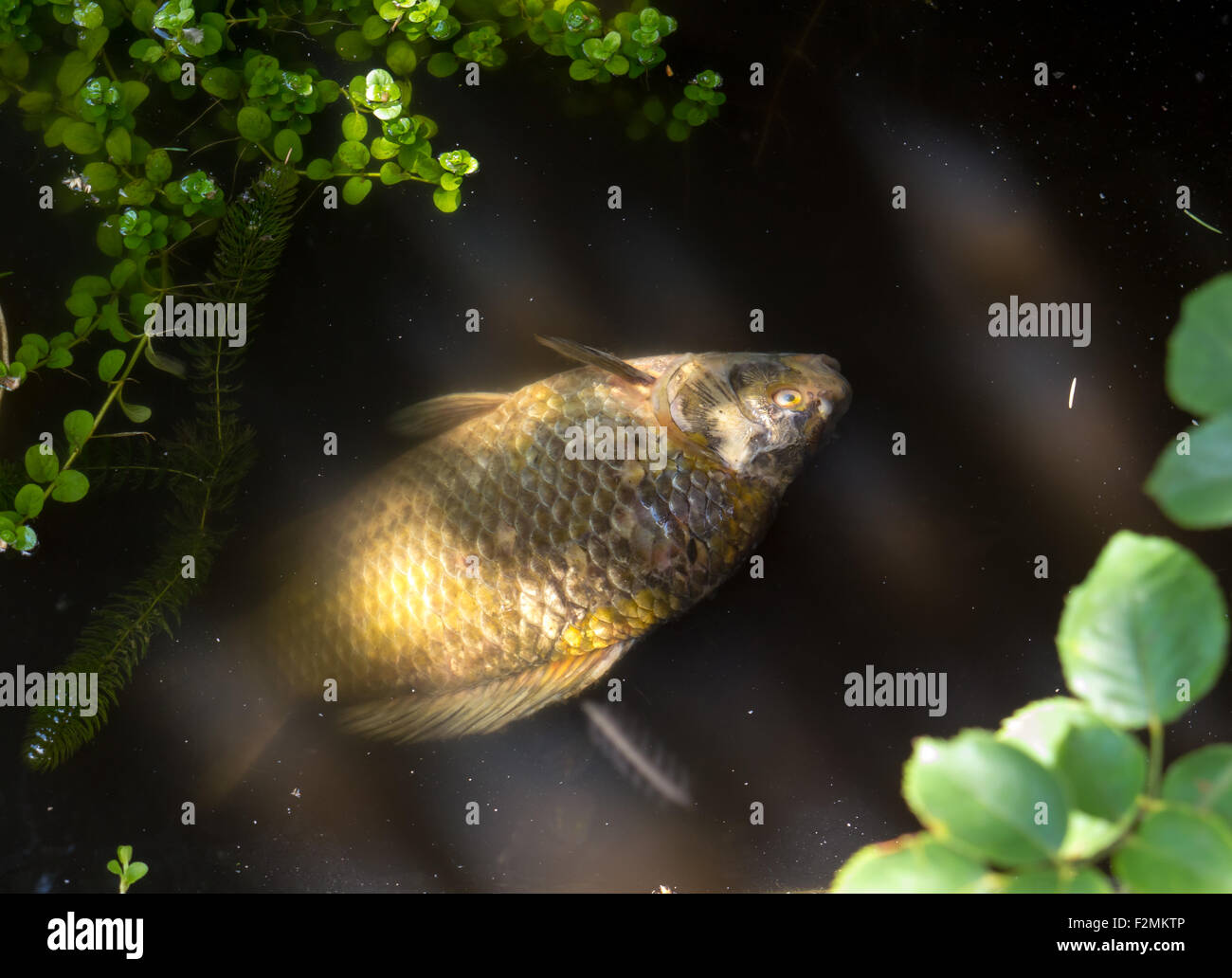 The Dead Fish on a color background Stock Photo - Alamy